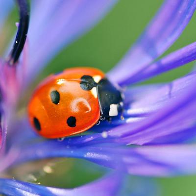 Ladybug on a flower Animal - KDE Store