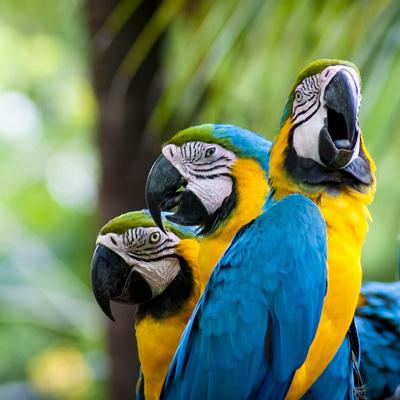 Cute Macaw Parrots Animal - addons.videolan.org