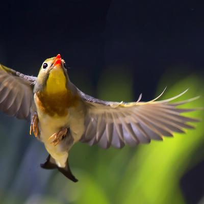 Silver eared Leiothrix cute bird - KDE Store