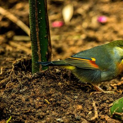 Silver eared Leiothrix cute bird wallpaper - KDE Store