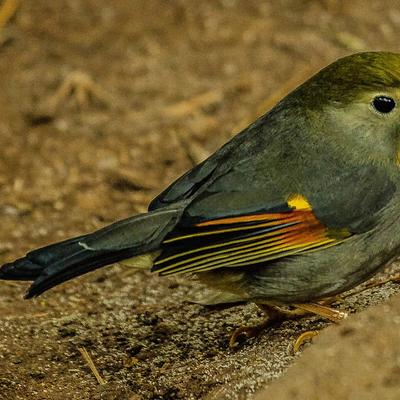 Silver eared Leiothrix cute bird - KDE Store