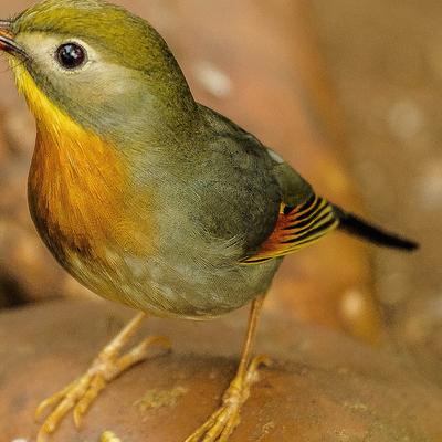 Silver eared Leiothrix cute bird - KDE Store