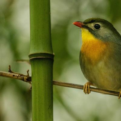 Silver eared Leiothrix cute bird wallpaper - KDE Store