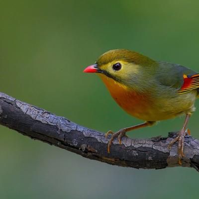 Silver eared Leiothrix cute bird wallpaper - KDE Store