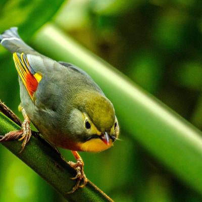 Silver eared Leiothrix cute bird wallpaper - KDE Store