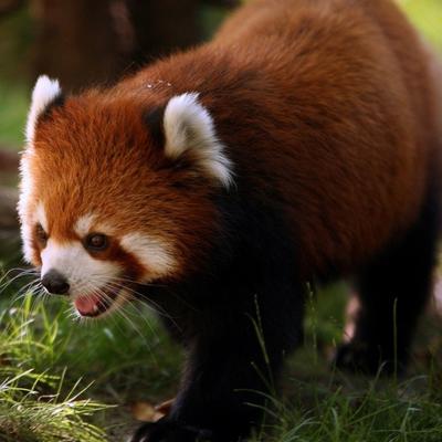 Red panda walk Animal Photo - KDE Store