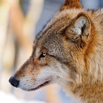Wolf Profile Photography Wild Animal - KDE Store