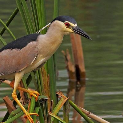 Animal World Elves Birds Photo Wallpaper - KDE Store