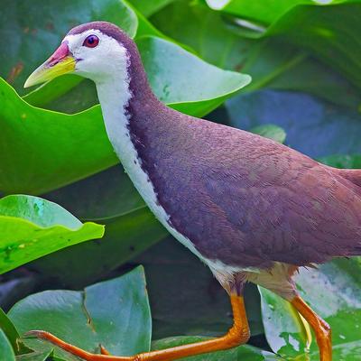 Animal World Elves Birds Photo Wallpaper - KDE Store