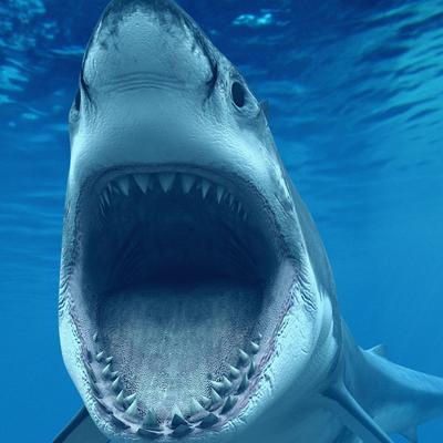 White shark caribbean aruba Marine life - KDE Store