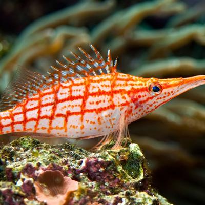 Longnose hawkfish underwater Marine life - KDE Store