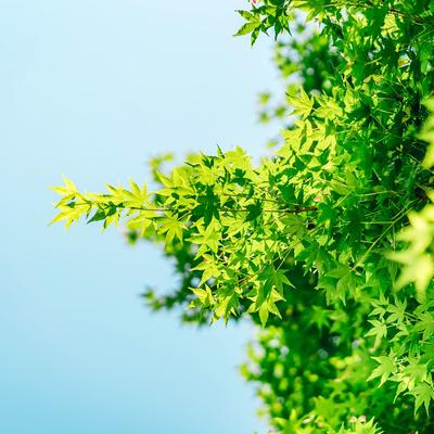 Sunshine Fresh Maple Leaves - KDE Store