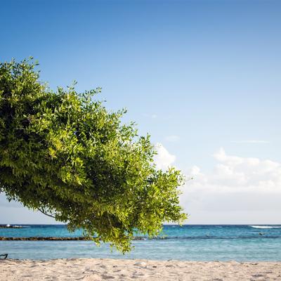 Beach Single tree - KDE Store