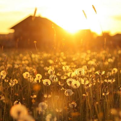 dandelions house sunset-Plants - KDE Store
