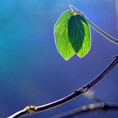 two leaves - KDE Store