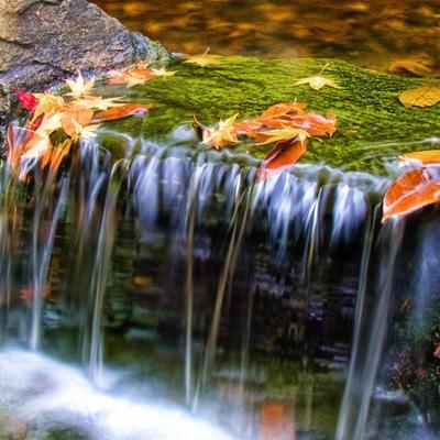 Maple leaves falling - KDE Store