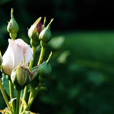 lonely rose - KDE Store