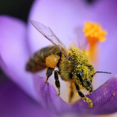 Bee Crocuses Flower - KDE Store