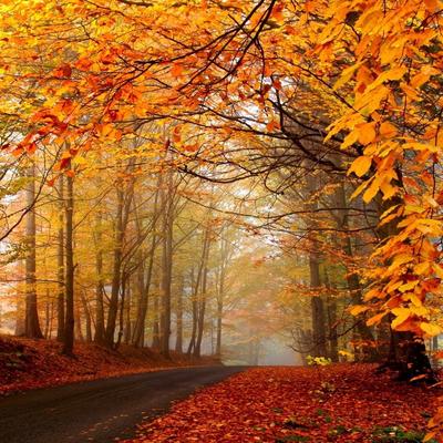 Autumn trees road fog - KDE Store