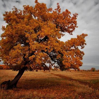tree in autumn - KDE Store