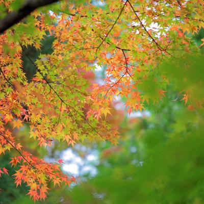 Maple Autumn Bokeh - KDE Store