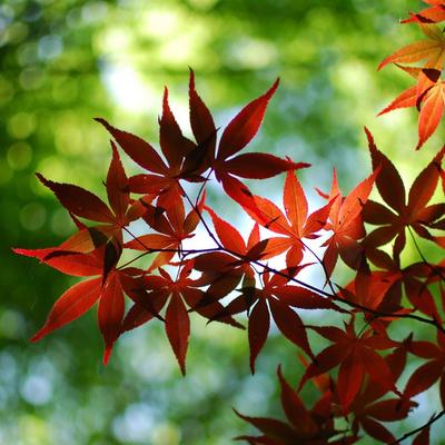red maple tree - KDE Store