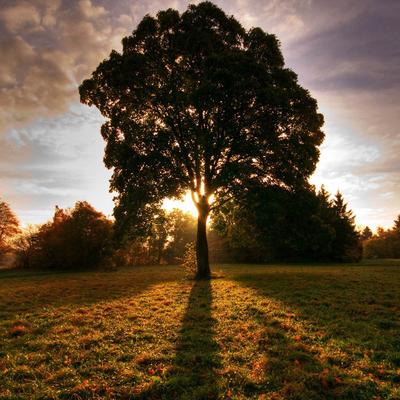 tree shade - KDE Store