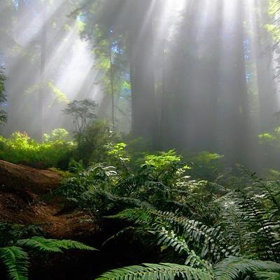 Sunshine through Forest - KDE Store