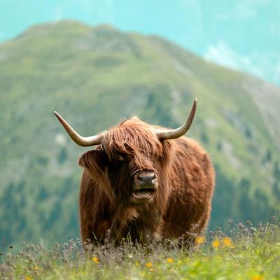 Wild Yak Meadows - KDE Store