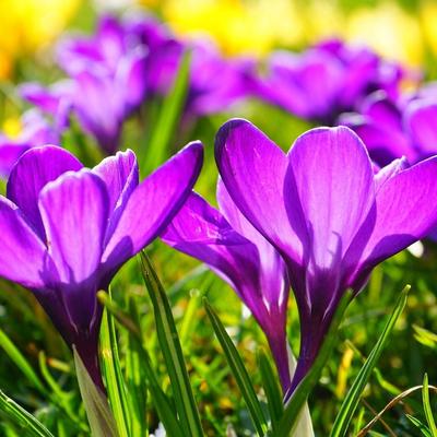 Beautiful Crocus Flower In Spring Season - KDE Store