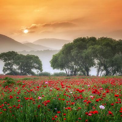 Flowers Fog And Sunrise Meadow With Red Poppies Willow Trees - KDE Store