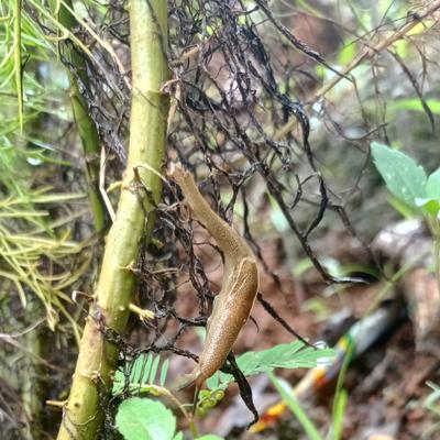 Hangolla - KDE Store