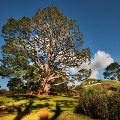 tree hdr-Beautiful natural scenery Desktop Wal.. - KDE Store