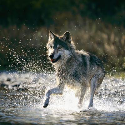 Running in the water wolf-Animal World Series .. - KDE Store