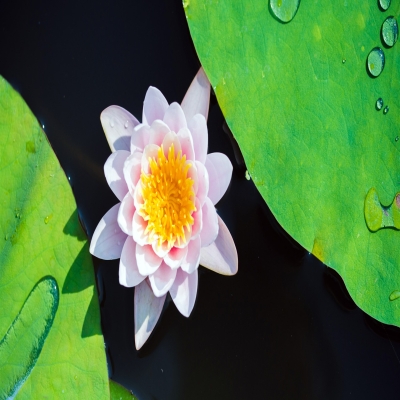 Pink Lotus Leaf 2022 Summer Plant 5K Photo - KDE Store