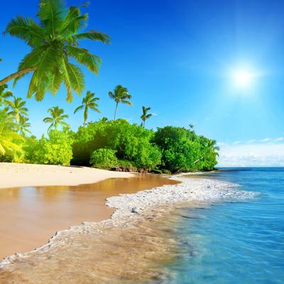 Green Palm Trees on Beach During Daytime Full HD - KDE Store