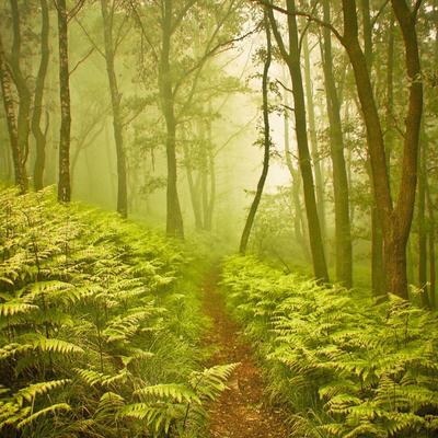 Green Fern Plants and Trees Full HD - KDE Store