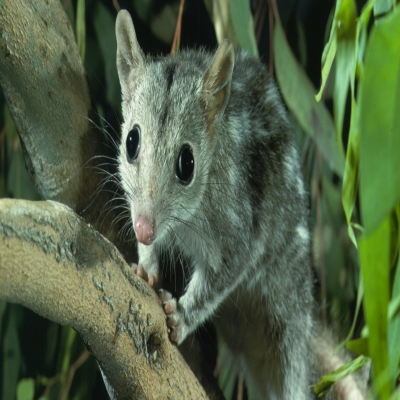 Marsupial Full HD - KDE Store