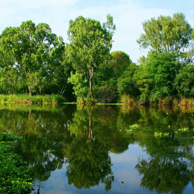 Green Trees Beside River During Daytime Full HD - KDE Store