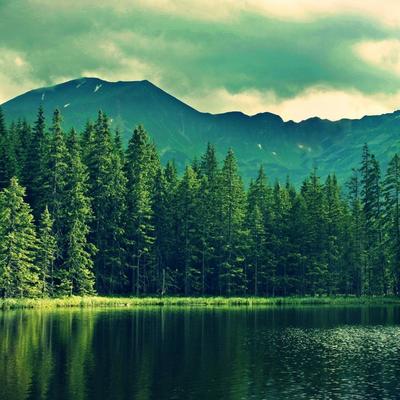 Green Pine Trees Near Lake and Mountain During Daytime - KDE Store