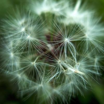 White Dandelion in Close up Photography Full HD - KDE Store