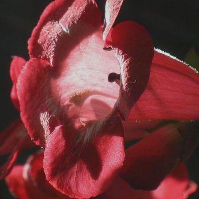 Pink Flower in Macro Shot Full HD - KDE Store