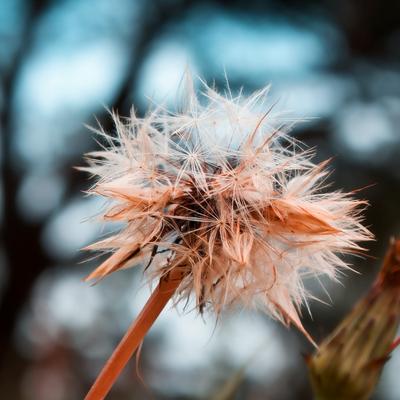 White Dandelion in Close up Photography Full HD - KDE Store