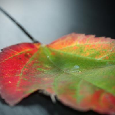 Red and Green Leaf in Close up Photography Full HD - KDE Store