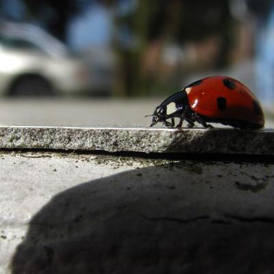 Red Ladybug on Grey Concrete Wall During Daytime Full HD - KDE Store