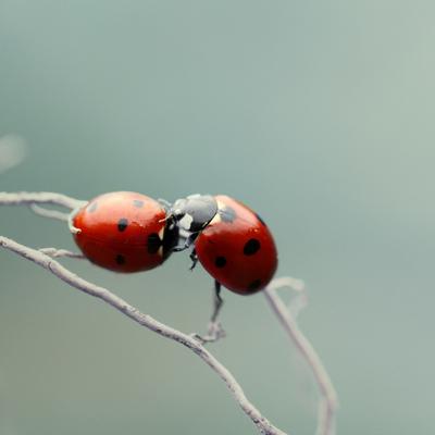 Red Ladybug Perched on Brown Tree Branch in Close up Photo - KDE Store