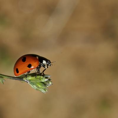 Red and Black Ladybug on Green Leaf in Close up Photography - KDE Store