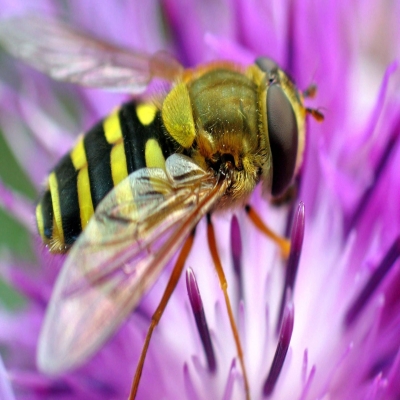 Black and Yellow Bee on Purple Flower Full HD - KDE Store