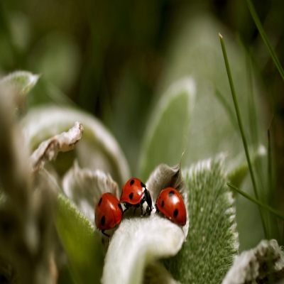 Red Ladybug Perched on Green Leaf in Close up Photography - KDE Store