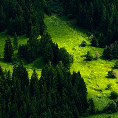 Green Grass Field and Trees Full HD - KDE Store